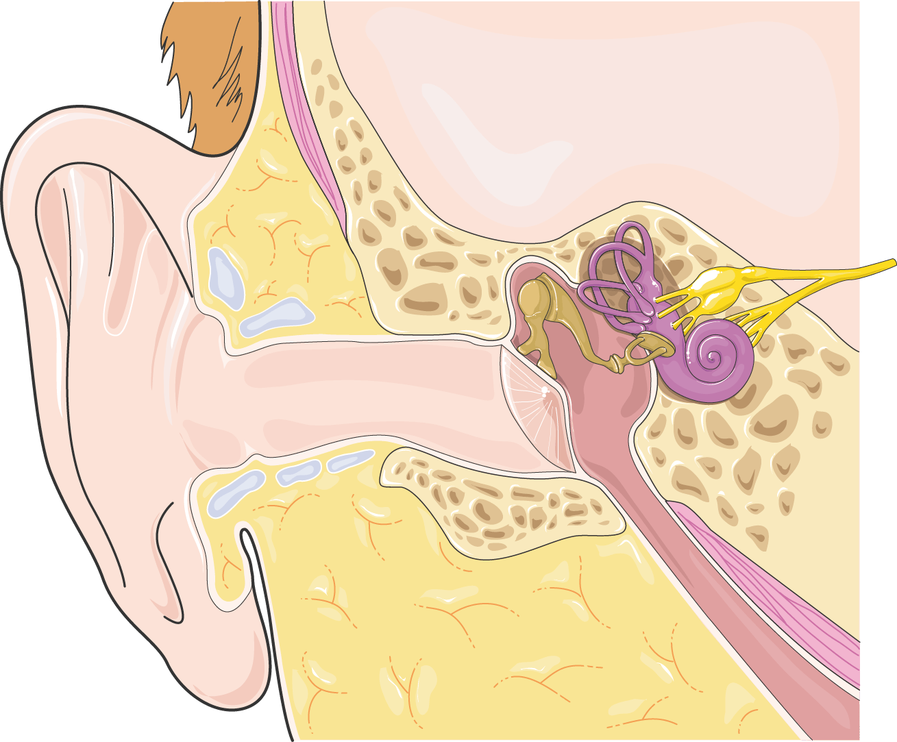 Private Stapedectomy/Stapedotomy · Health Vantis